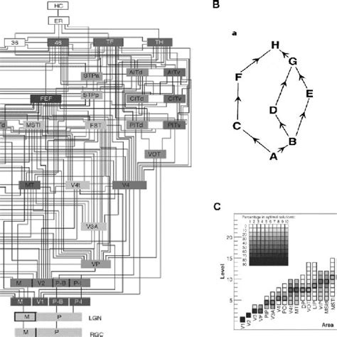 Cortical Hierarchy And Indeterminacy A Model Of Visual Cortex