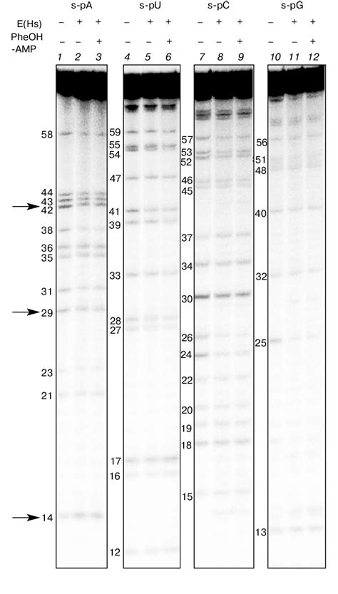 Iodine Cleavage Of 5′ 32 Pplabeled Thiophosphateesubstitutt Ed Analogs Download Scientific