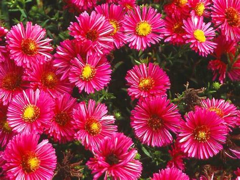 Астра многолетняя кустарниковая Старлайт (Aster dumosus Starlight)