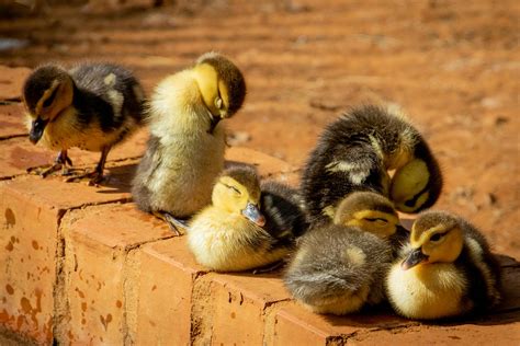 Understanding Duck Typing In Python By Prosenjeet Shil Medium