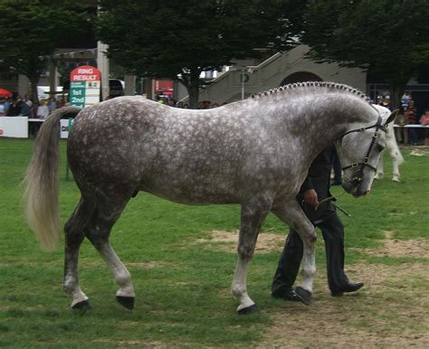 Irish Draught Stallion | lovely dappled grey | Sarah | Flickr