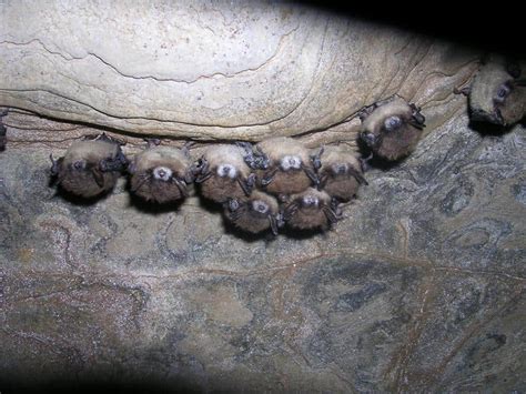 Mortality Survey Shows Leading Causes Of Bat Deaths The Wildlife Society
