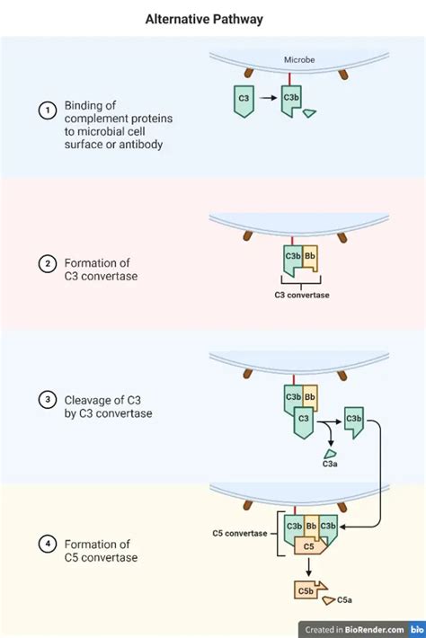 Alternative Pathway Of Complement System Biology Notes Online