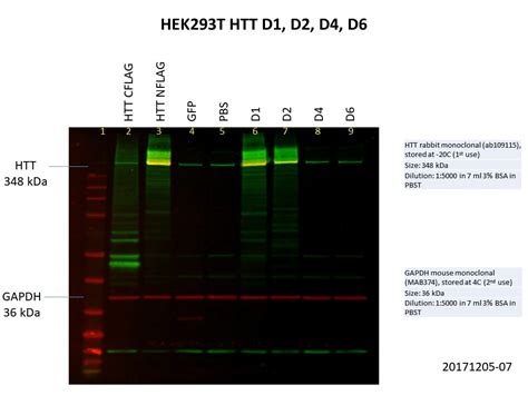 overexpression of expanded htt