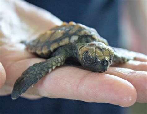 Turtle On Tumblr