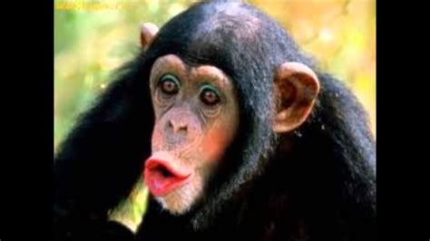 Matei Alin O Maimuta In Libertate Youtube