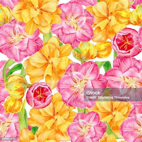 튤립은 분홍색과 노란색 개방적이고 새싹이 있습니다 봄 꽃의 완벽 한 패턴입니다 수채화로 손으로 그렸습니다 실내 장식 엽서 또는 화장품 벽지 접시 공예에 대한 스톡 벡터 아트