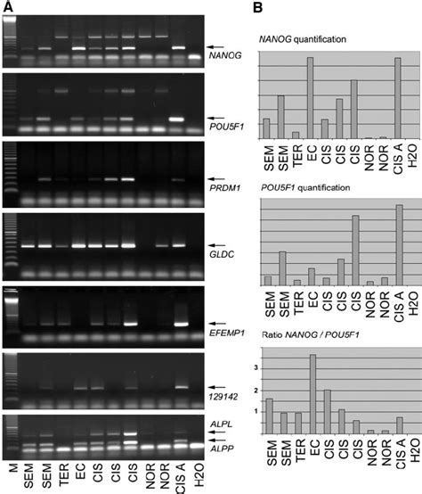 Further Analysis Of Selected Genes That In Microarray Study Were Found