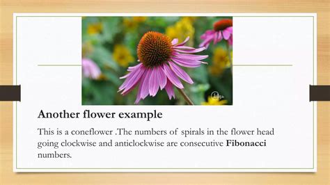 Fibonacci Sequence PPTX