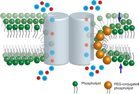 Lipids Surf The Groove In Scramblases Pnas