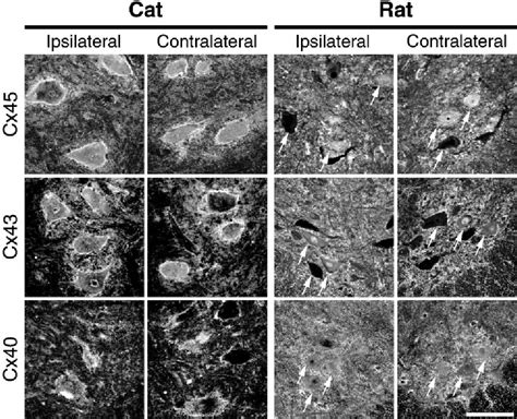 Figure 2 From Nerve Injury Induces Gap Junctional Coupling Among
