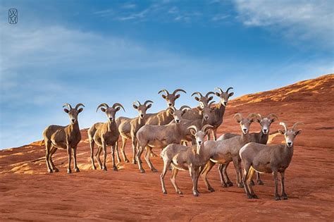 Bighorns At Valley Of Fire State Park Nevada Nature And Wildlife