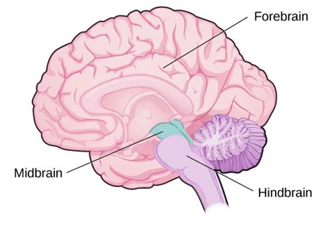 Lobes Of The Brain Introduction To Psychology