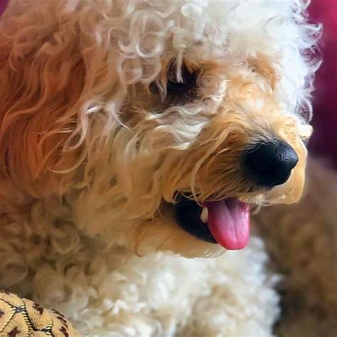 პუდელების სამეფო