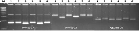 Representative Amplification Profile Of Ssr Markers For Six Wheat