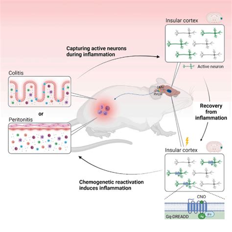 Cell最新：大脑可存储和检索特定的免疫反应，研究发现抑制外周炎症的一种有效手段 Insctx 信息 神经元