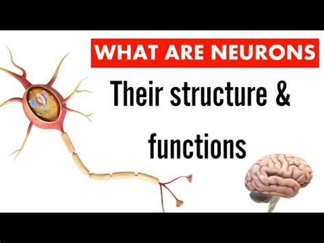 Structure and function of neuron or nerve cell (animation) | Biology | Science - YouTube