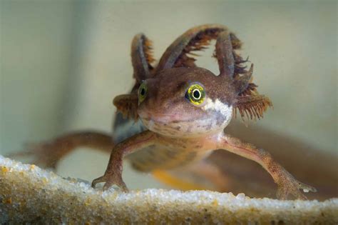 Salamander | Een aanwinst voor in de vijver!