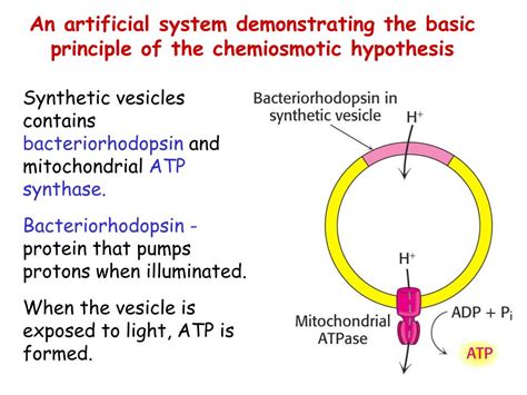 Ppt A Proton Gradient Powers The Synthesis Of Atp Powerpoint Presentation Id 3640125