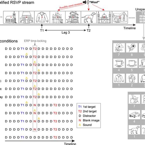 The Grand‐averaged Cross‐modal Difference Waveforms Left And Scalp
