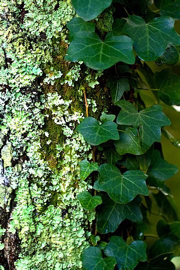 Texture Detail Of A Tree Backdrop Log Tree Photo Background And Picture For Free Download Pngtree