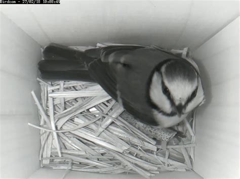 ZoneMinder And Raspberry Pi Zero Birdcam Update Marcel Claassen