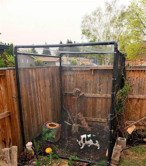 Allison Ewert Catio Lanterns🎵🎵🎵 We Have A Few Little Facebook