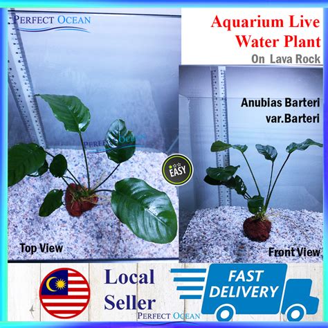 Aquatic Live Water Plant On Lava Rock Aquarium Low Level Java Fern