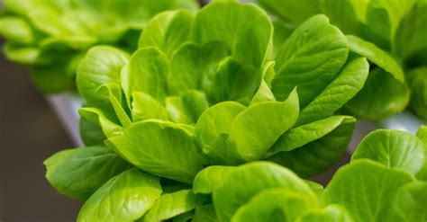 감자칩 건강한 건강한 식생활 경작 나뭇잎 날 것 녹색 농업 농작물 농장 락투카 사티바 먹음직스러운 버터 헤드 상추 베타 카로틴 비건 채식 비브