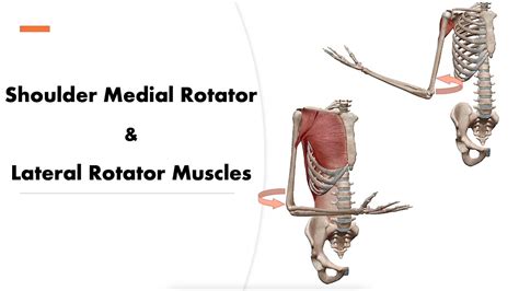Medial And Lateral Rotation Of Arm
