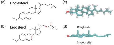Ergosterol Structure Cholesterol Vs Ergosterol Influence On The