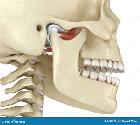 Tmj The Temporomandibular Joints Healthy Occlusion Anatomy Medically