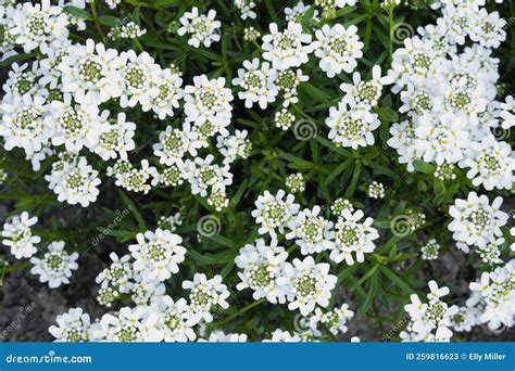 Flowers Of The Evergreen Candytuft Iberis Sempervirens Stock Image