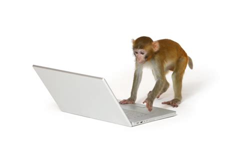 MonkeySurvey Our Top Monkey Survey Reveals The Reality Awful