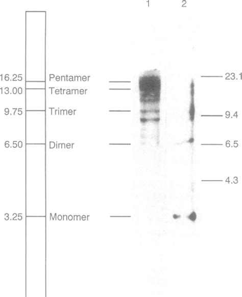Figure 1 From P Element Homologous Sequences Are Tandemly Repeated In