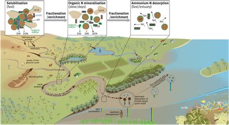 Conceptual Diagram Depicting The Key Processes Underlying The
