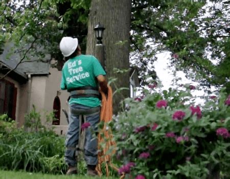 Reasons To Bring In Professionals For Montgomery County Tree Removal Ed S Tree Service