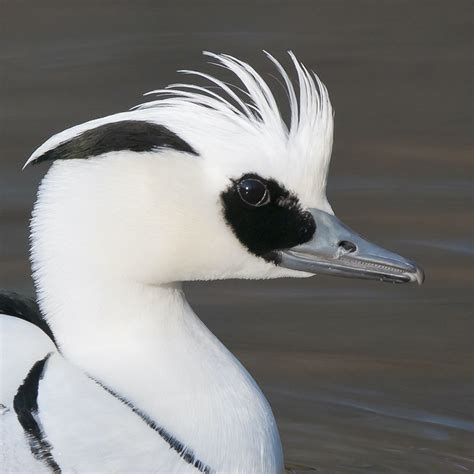 Nonnetje De Slimste Vogelgids