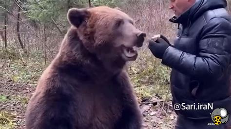 کلیپ عسل خوردن خرس فیلو