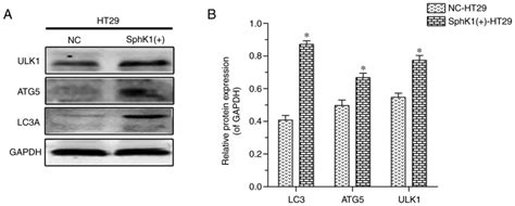 Quantification Western Blot Imagej Fessav