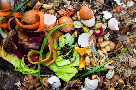 Are You Into Sustainable Living Then Try Vermicomposting All Your Scraps Nspirement