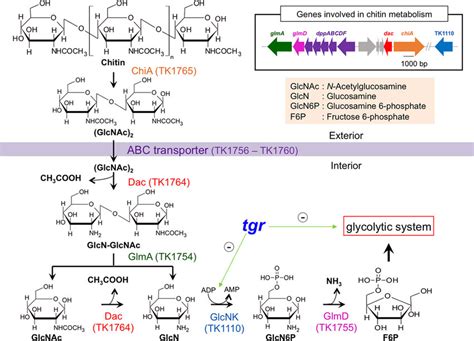Chitin Metabolic Pathway Of T Kodakarensis Chitin Is Converted Into Download Scientific