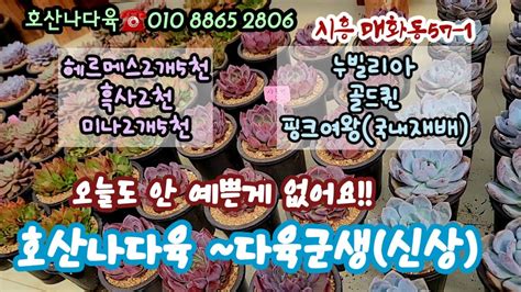 예쁜다육 오늘도 한가득 헤르메스 흑사2천 블랙캐시미어 먼로 양진 마룬힐 둥근잎비치후리데 초대형 당인대박 Youtube