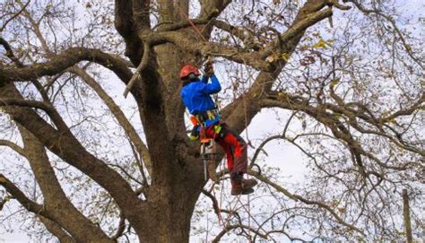 Best And Most Affordable Tree Pruning In Rotherham Years Experience