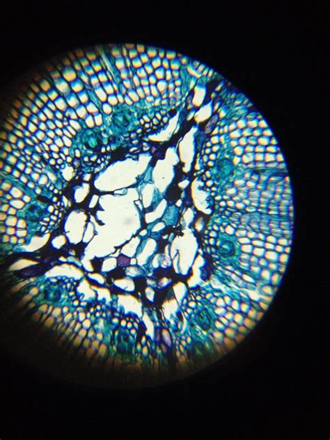 Pine Tree Cell Through A Microscope 6th Grade Science Microscopic Photography Microscope Art