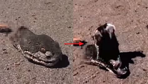 머리 잘린 뒤에도 입 벌리고 위협하는 좀비 방울뱀 영상 위키트리