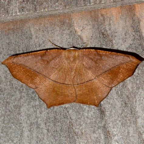 Large Maple Spanworm Prochoerodes Lineola Bugguide Net