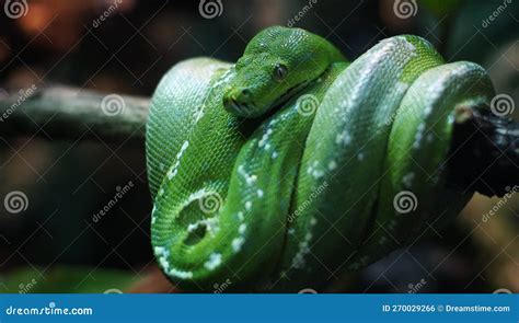 Python Vert Sur Un Arbre Photo Stock Image Du Lézard 270029266