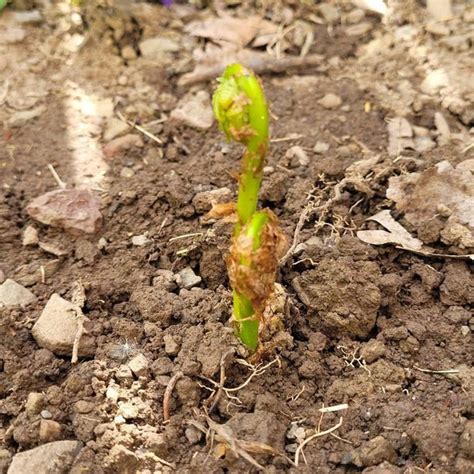 5 Ostrich Fern Bare Root Fiddlehead Matteuccia Struthiopteris Perennial Wildflower Transplant Etsy