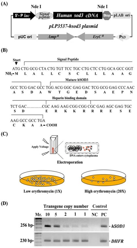 Structural Map And Sequence Of The Recombinant Lactobacillus Casei